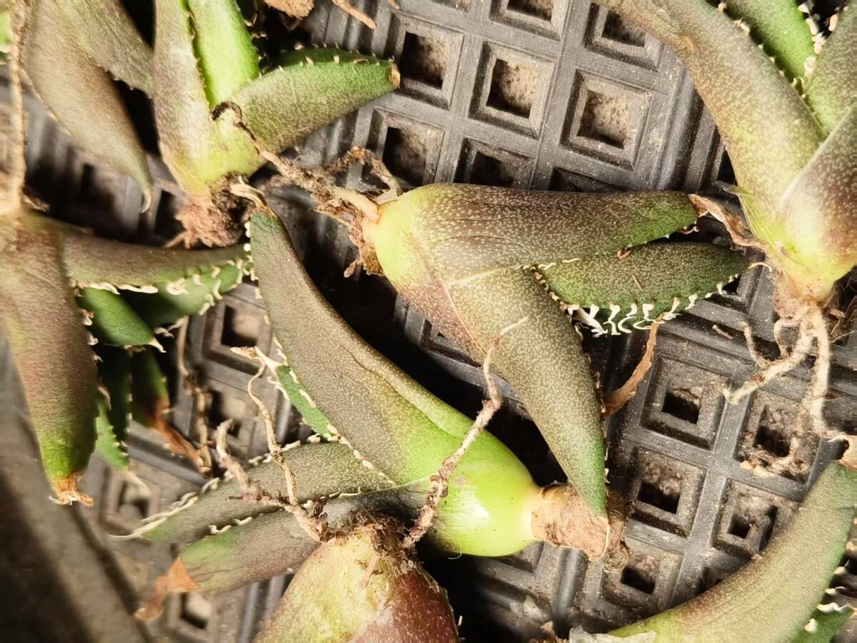 Yahoo!オークション - Q27 多肉植物 アガベ チタノタ スーパーチタノタ...