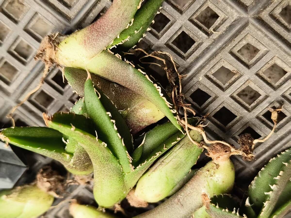 Yahoo!オークション - Q27 多肉植物 アガベ チタノタ スーパーチタノタ...