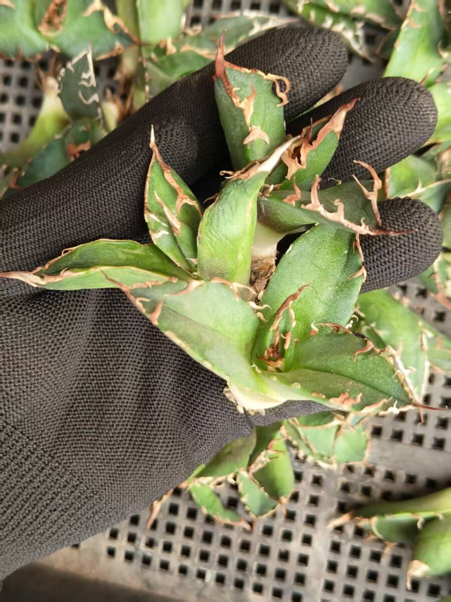 Yahoo!オークション - 604 多肉植物 アガベ チタノタ 凱撒 SUPER CAESA...