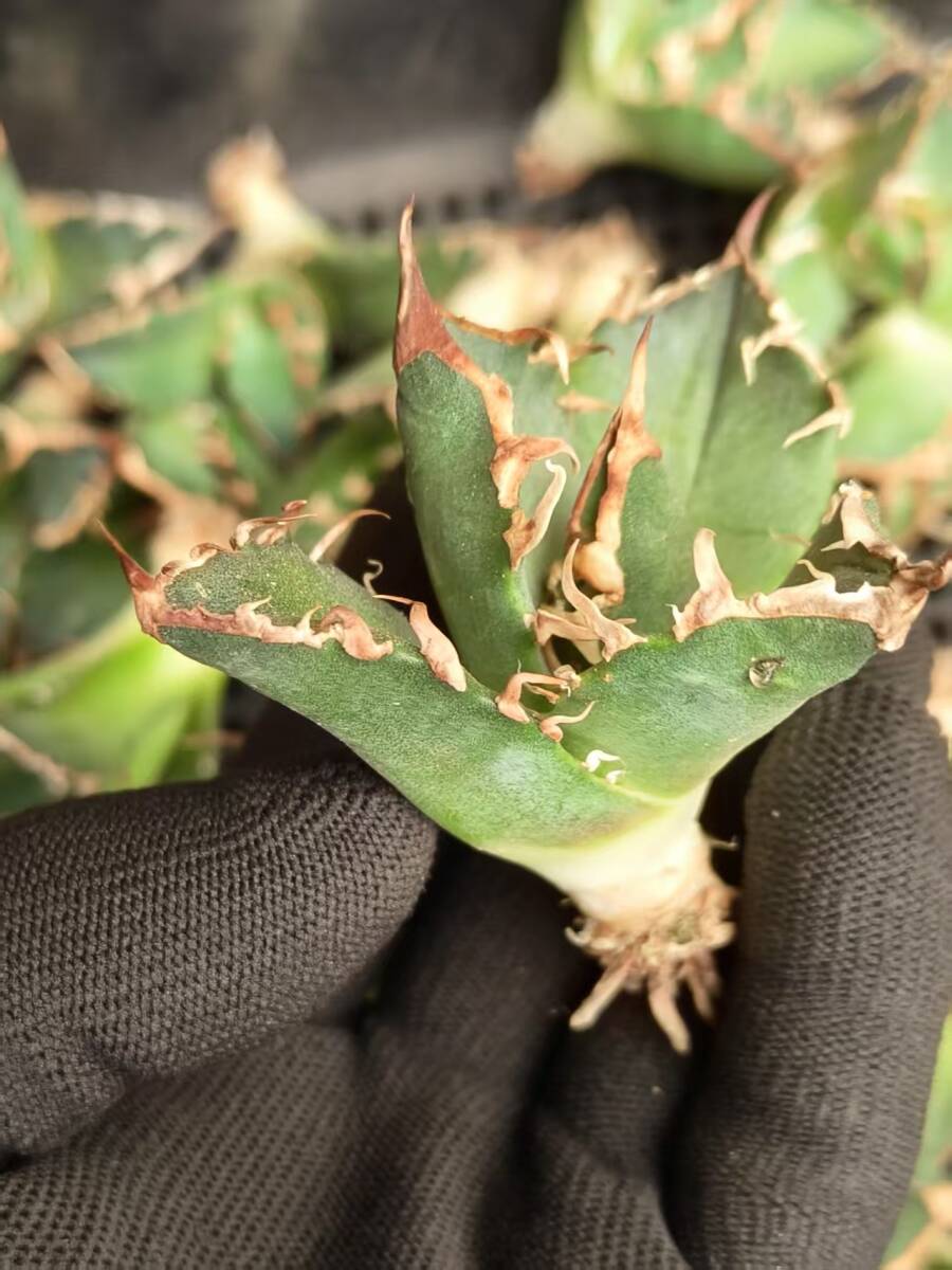 Yahoo!オークション - 612 多肉植物 アガベ チタノタ 凱撒 SUPER CAESA...