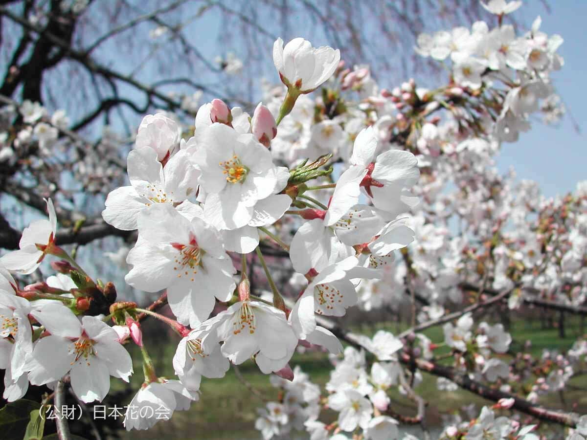 Yahoo!オークション - 苗木/ 桜/ 染井吉野/ 大きく ing …/ 25～30cm位...