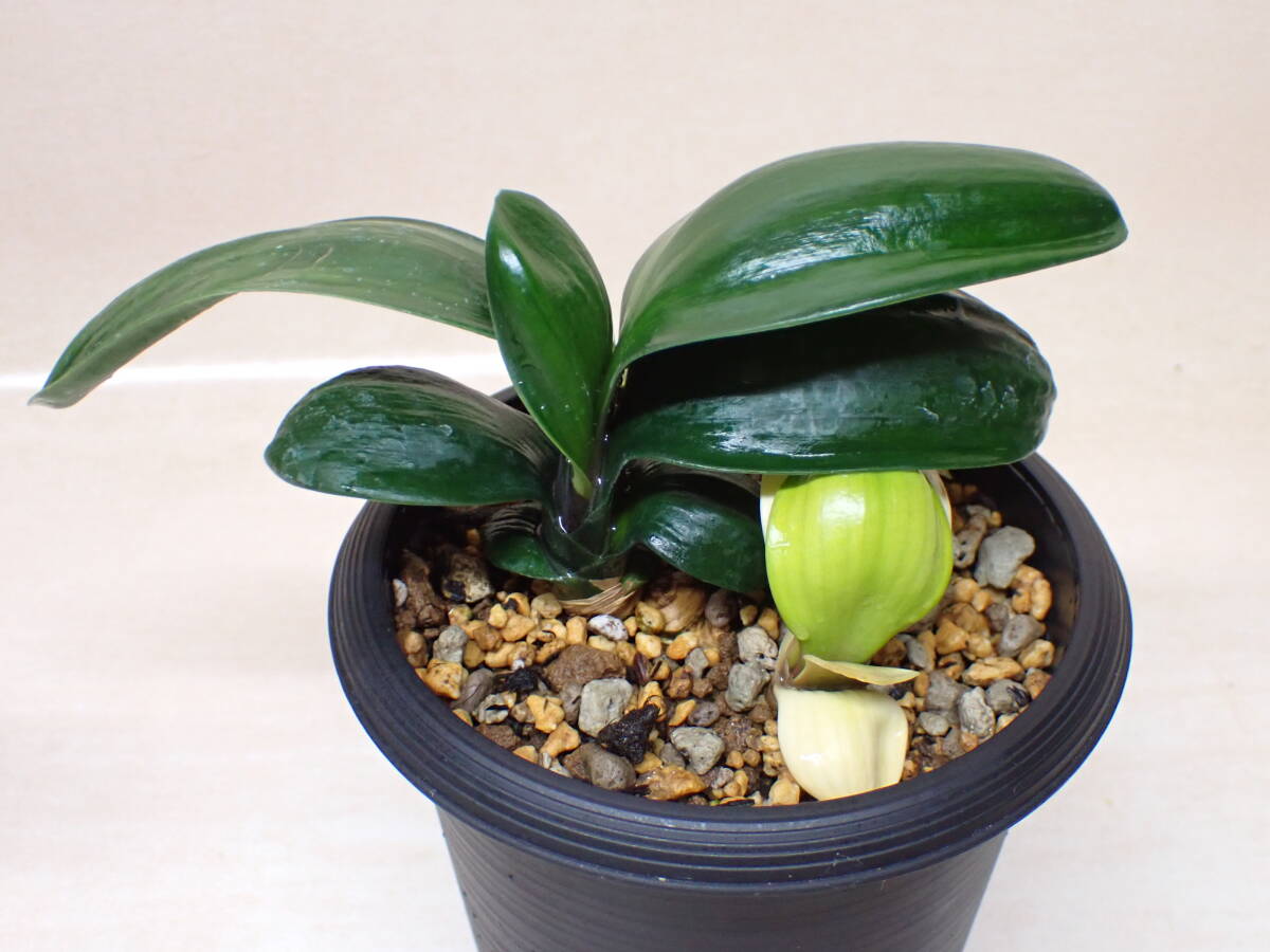 Yahoo!オークション - 【花園園芸】KR7.君子蘭 【横蘭の縞と青】/君子...