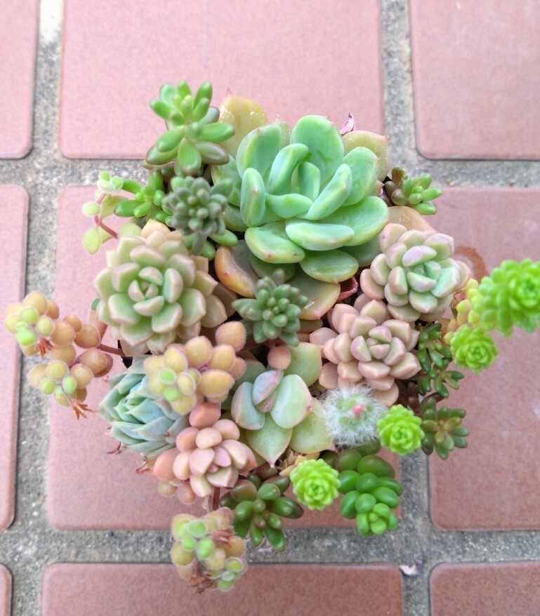 18 多肉植物 セダム エケベリア 寄せ植え 盛合せ カット苗(サボテン)｜売買されたオークション情報、yahooの商品情報をアーカイブ公開 - オークファン（aucfan.com）