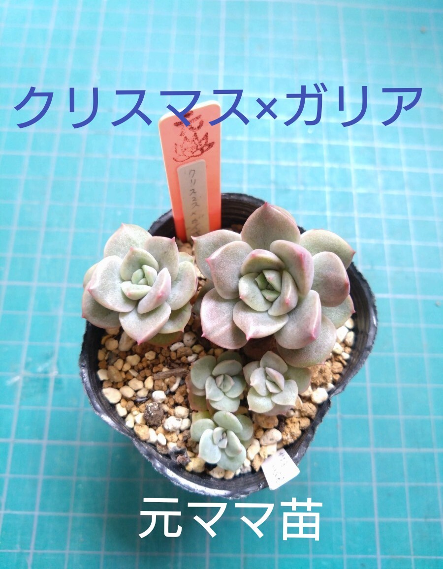 Yahoo!オークション - 元ママ苗 クリスマス×ガリア 多肉植物 エケベリ...