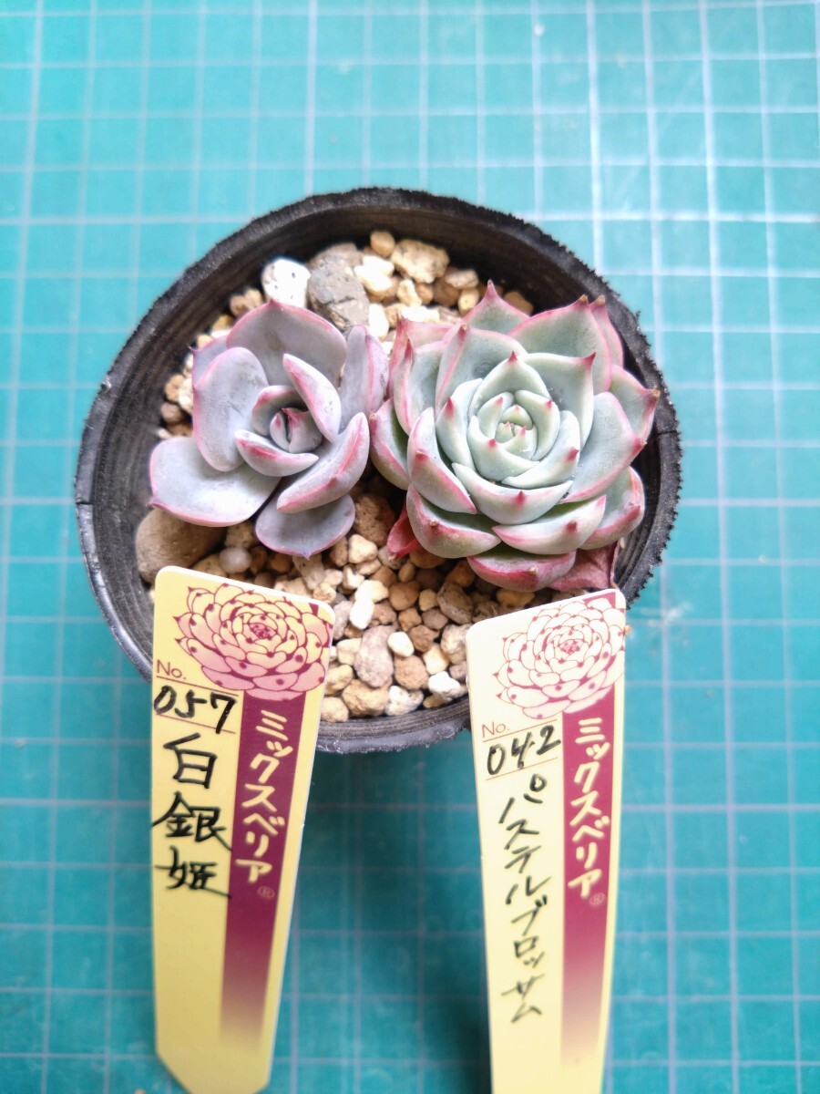 Yahoo!オークション - ミックスベリア パステルブロッサム 白銀姫 おら...