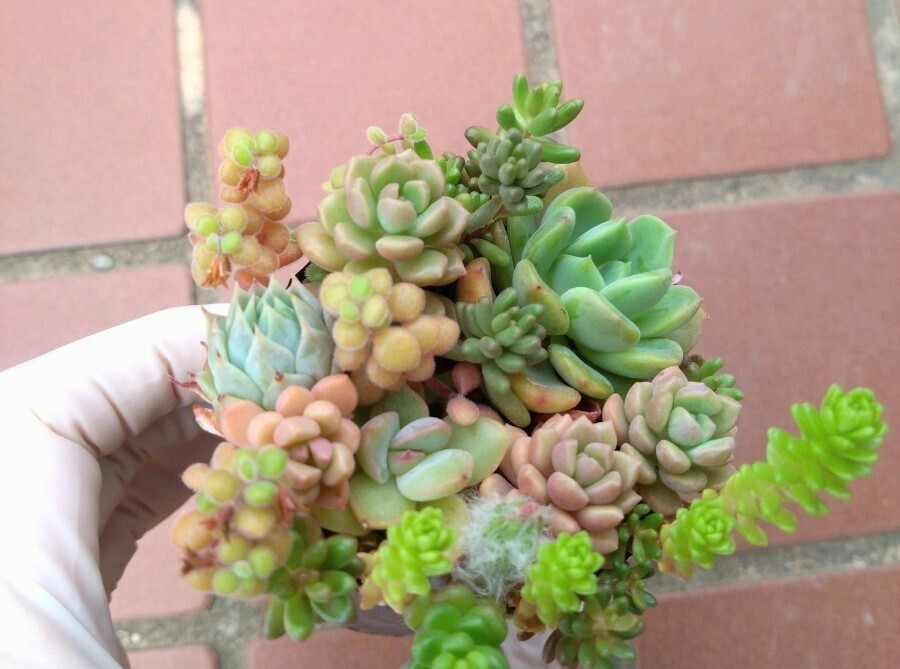 18 多肉植物 セダム エケベリア 寄せ植え 盛合せ カット苗(サボテン)｜売買されたオークション情報、yahooの商品情報をアーカイブ公開 - オークファン（aucfan.com）