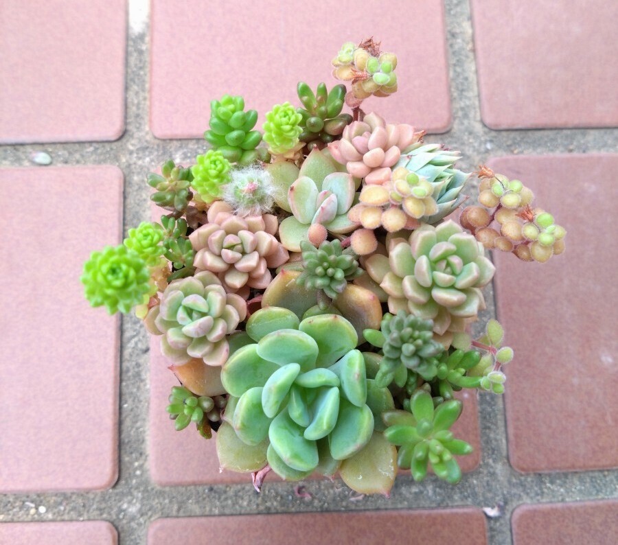 18 多肉植物 セダム エケベリア 寄せ植え 盛合せ カット苗(サボテン)｜売買されたオークション情報、yahooの商品情報をアーカイブ公開 - オークファン（aucfan.com）
