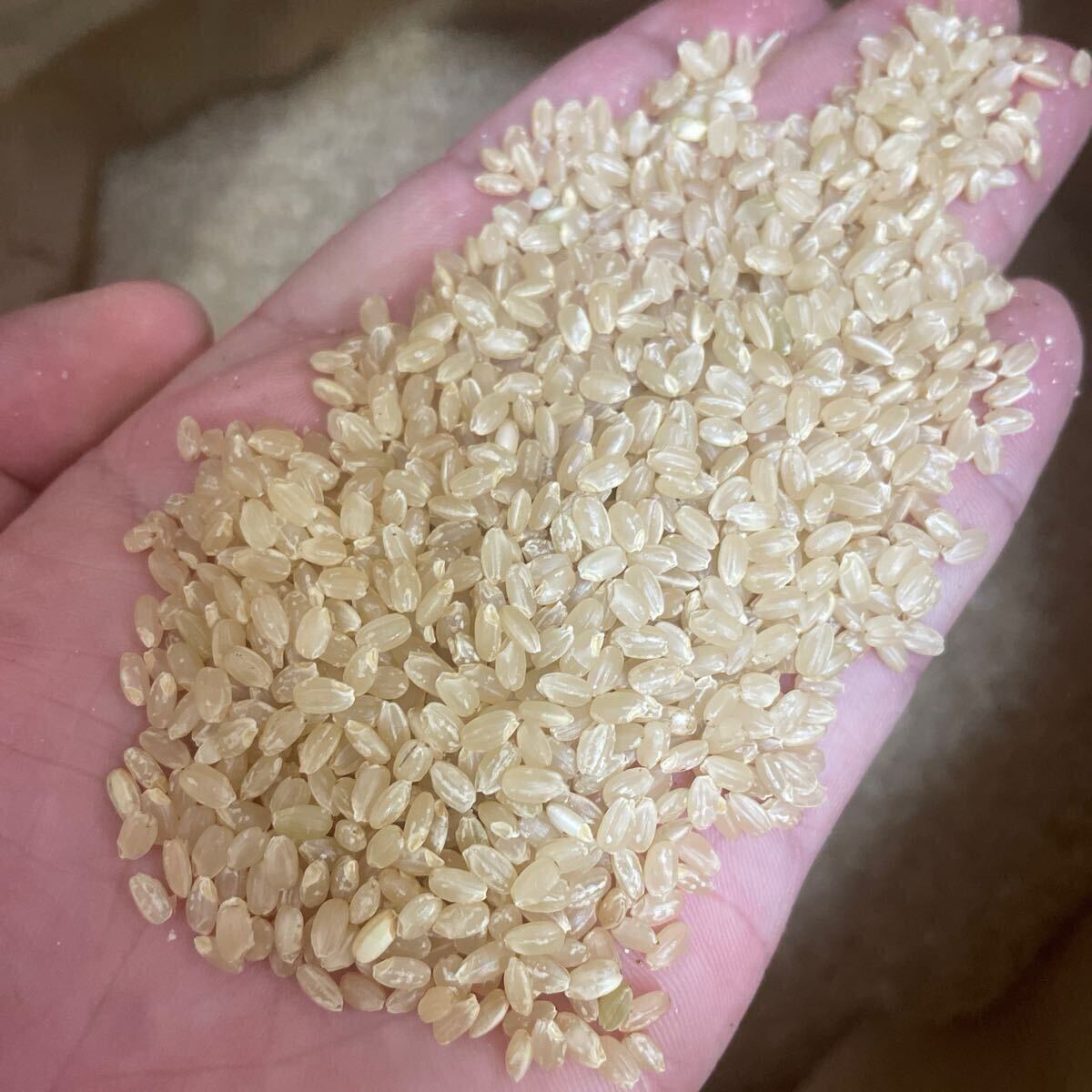 Yahoo!オークション - 【滋賀発】 近江米 玄米 みずかがみ 30.3kg