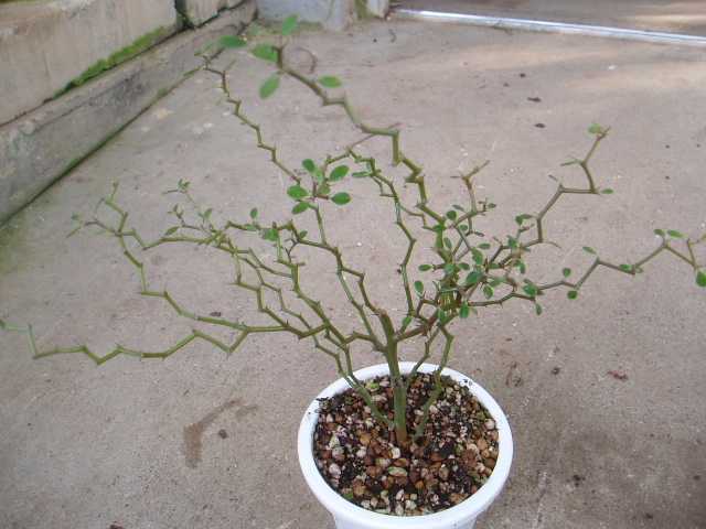 Yahoo!オークション - KN デカリア マダガスカリエンシス（DECARYIA ...