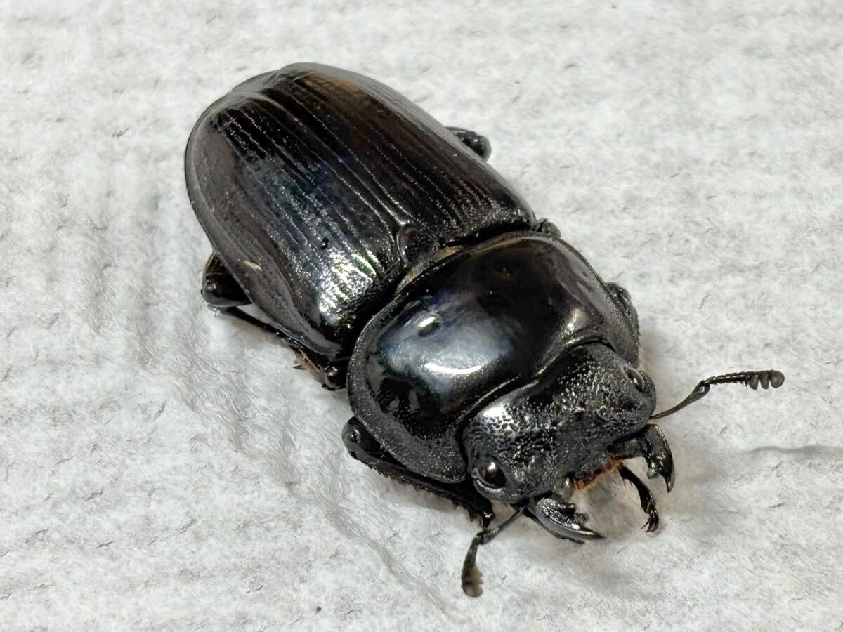 Yahoo!オークション - 山東省産WF2 ホペイオオクワガタ ペア