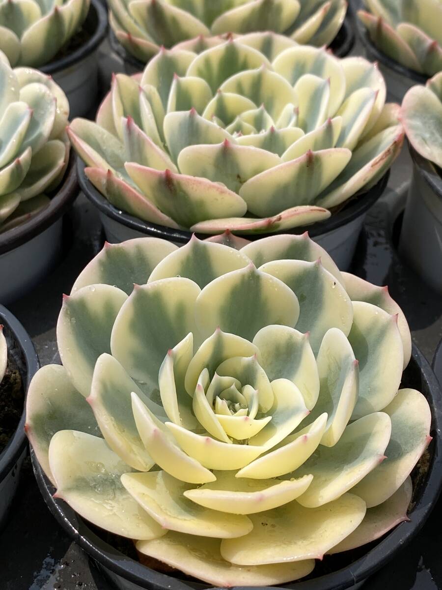 Yahoo!オークション - 38株 X685多肉植物 エケベリア 玉錦 サボテン 観...