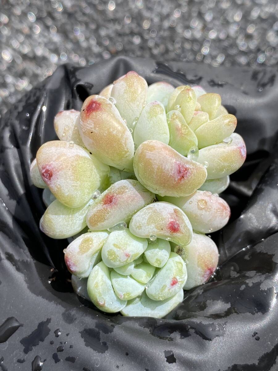 Yahoo!オークション - 105株 B729 多肉植物 エケベリア ラウル 観葉植...