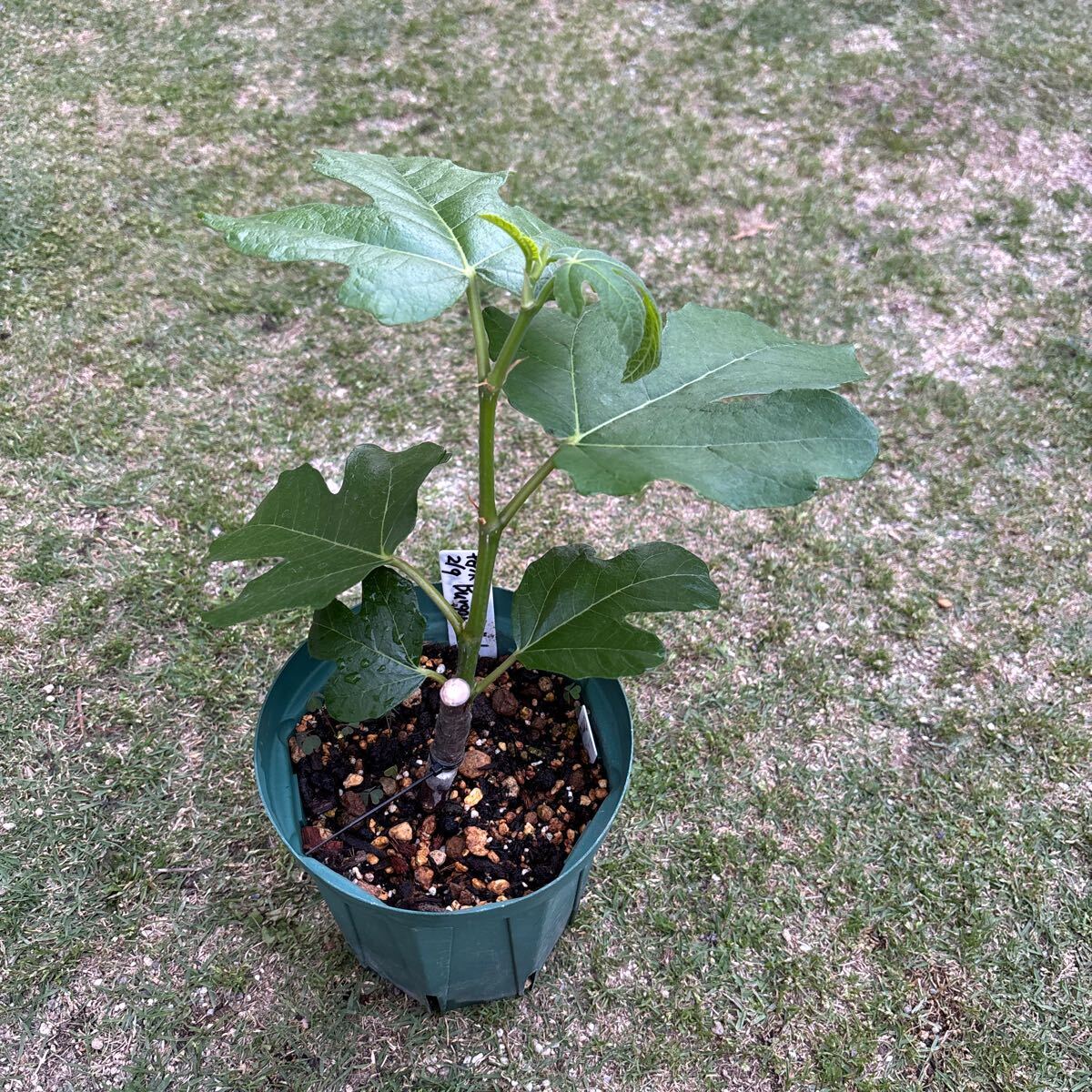 Yahoo!オークション - おすすめイチジク Burgun UNK 接木苗