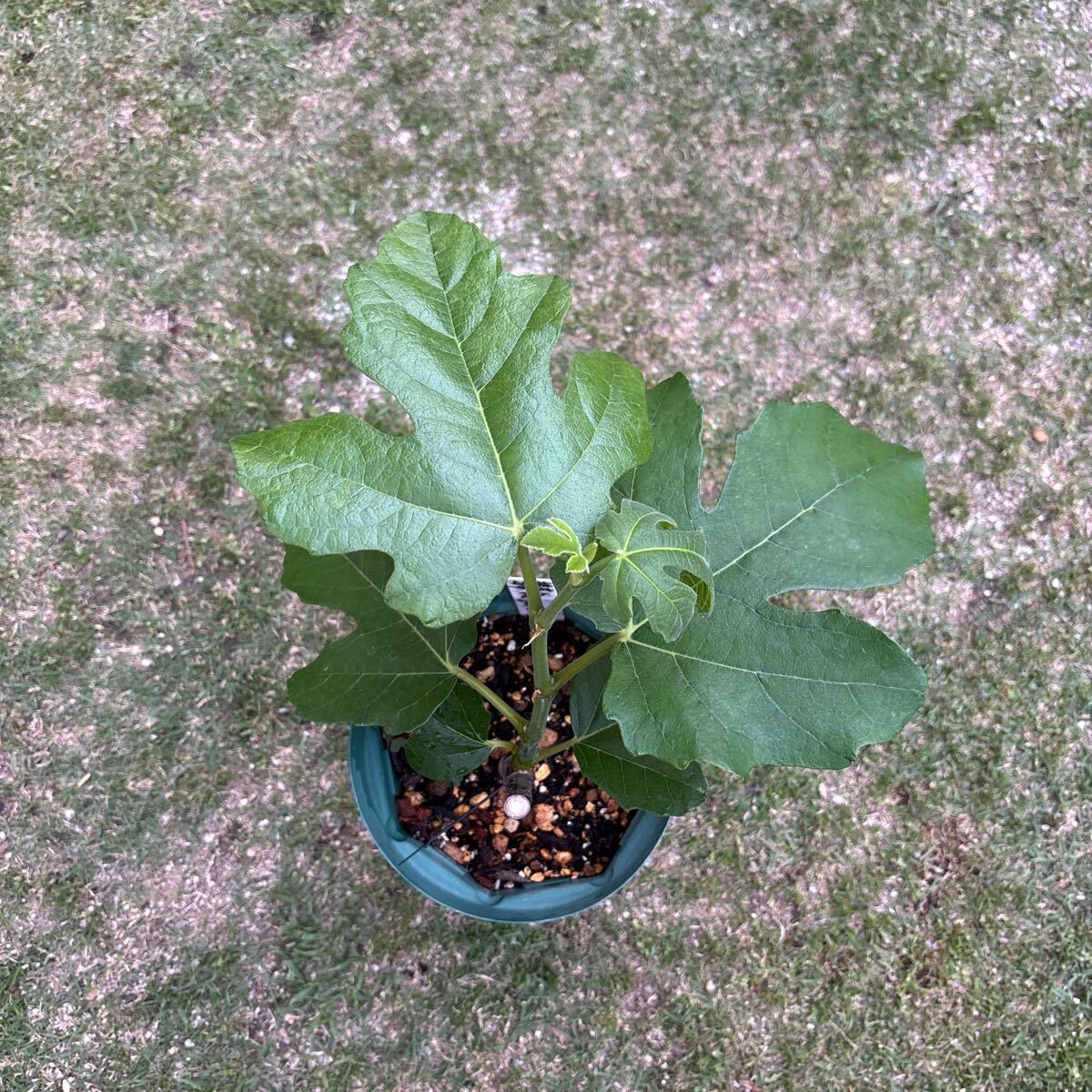 Yahoo!オークション - おすすめイチジク Burgun UNK 接木苗