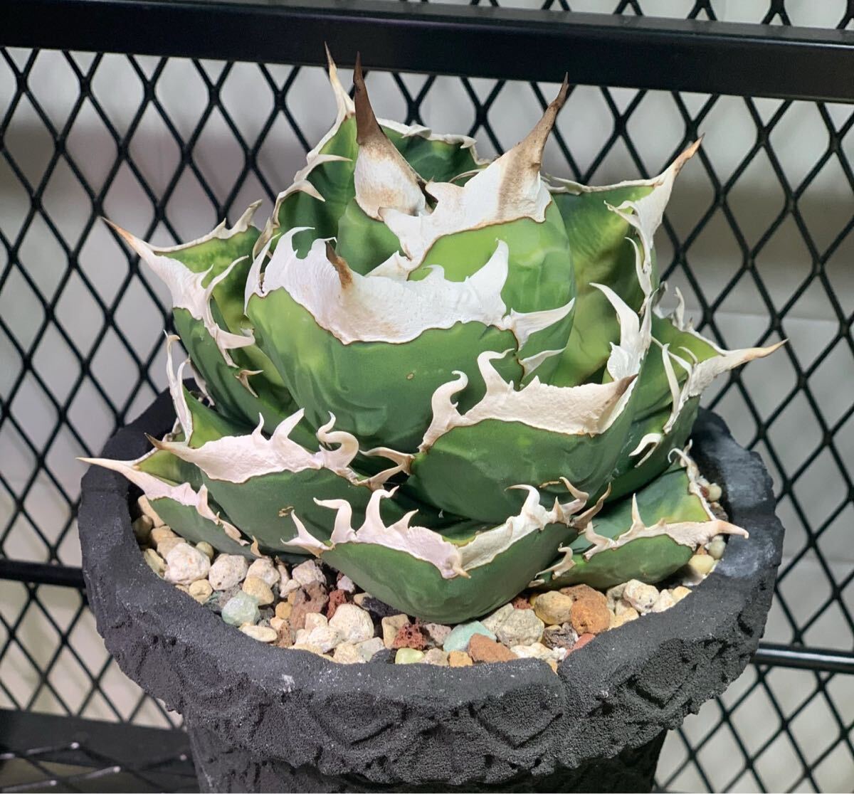 Yahoo!オークション - A2170 アガベ チタノタ 白鯨 リコホワイト