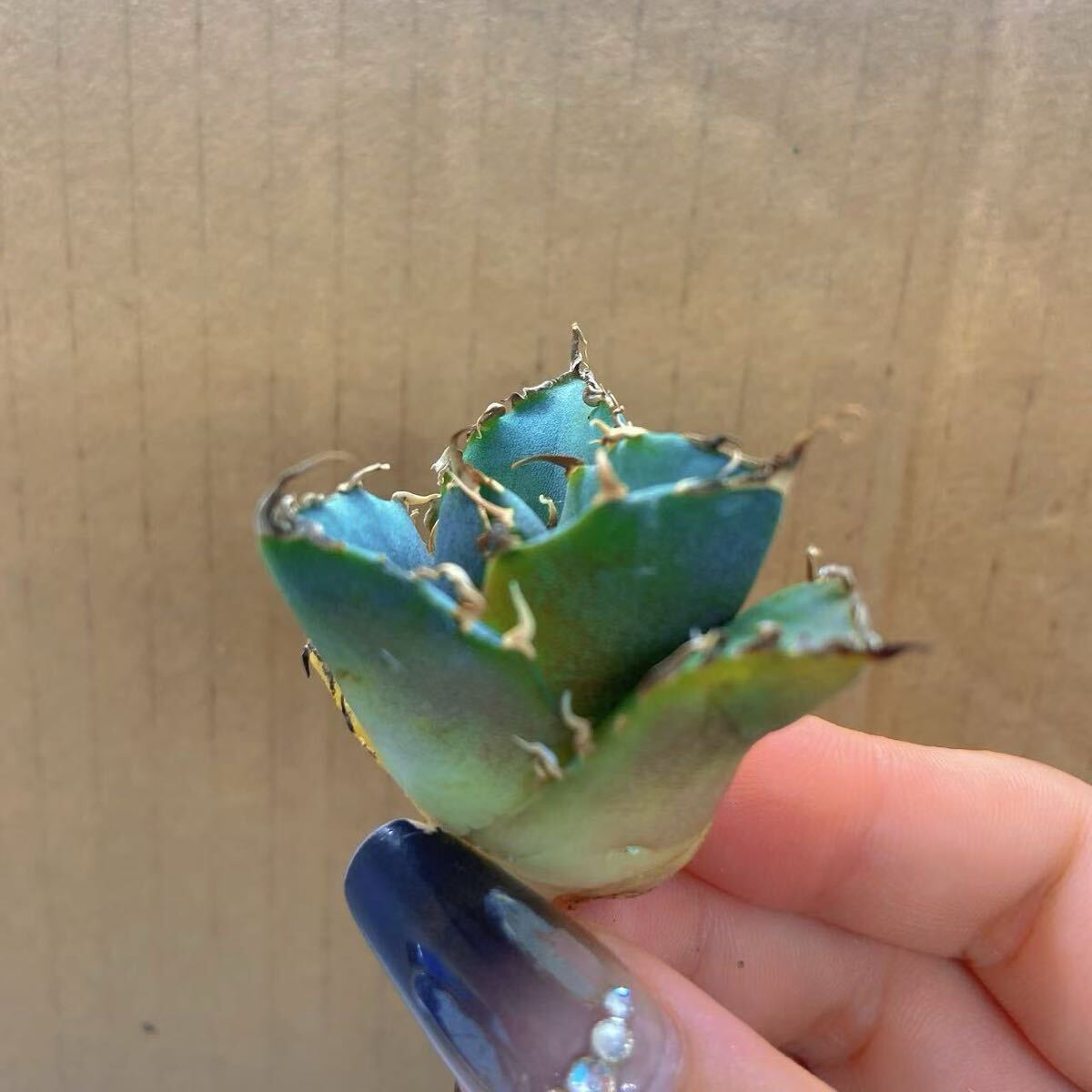 Yahoo!オークション - A2112 アガベ チタノタ 特選 白鯨