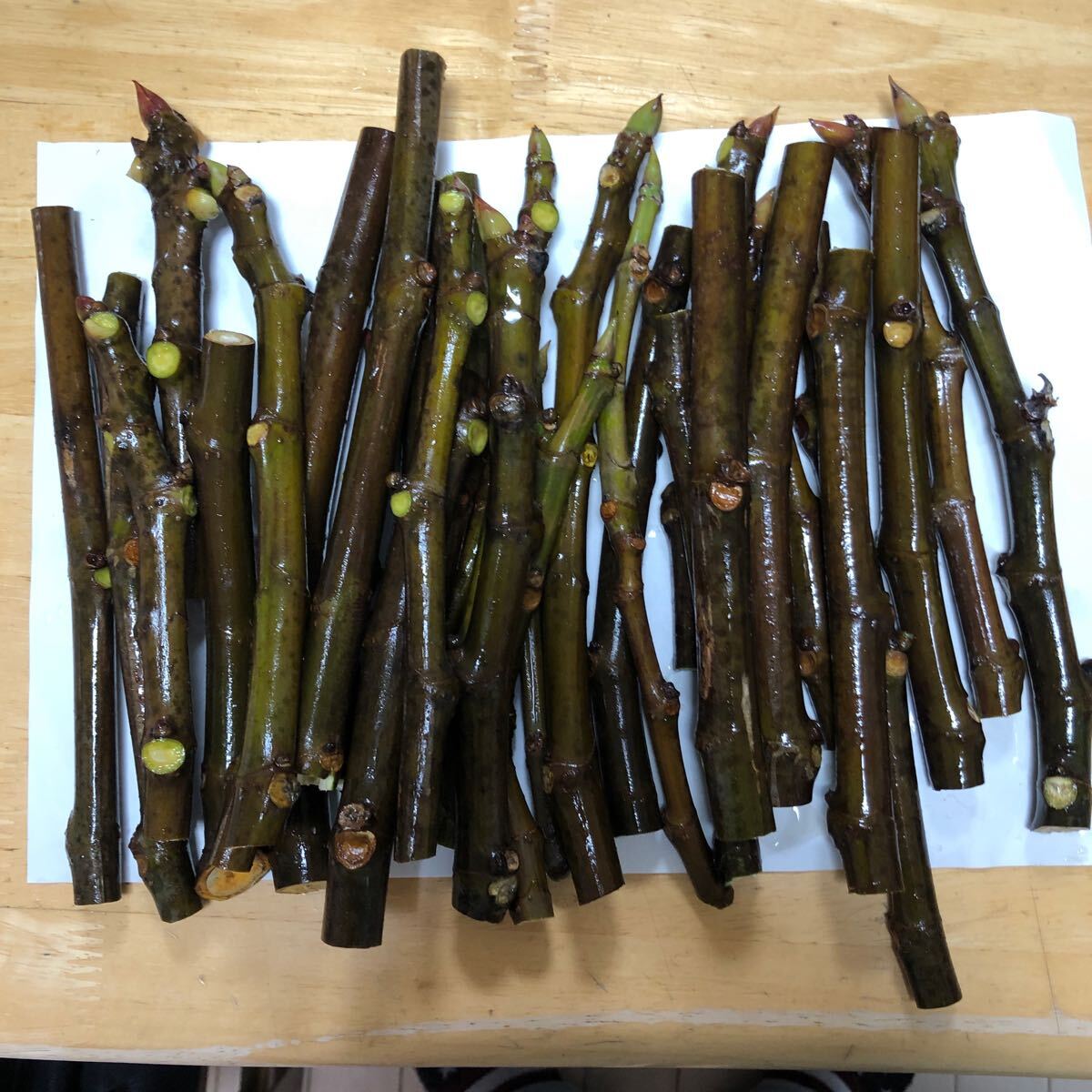 Yahoo!オークション - イチジク挿し穂LSUゴールド