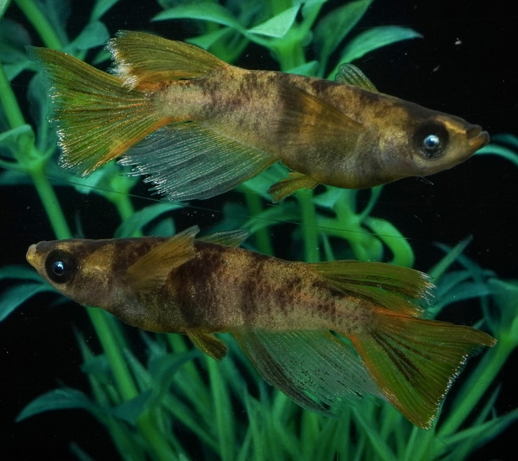 Yahoo!オークション - 【山裕メダカ】 AW-03R RLF 2ペア (♀一匹は普...