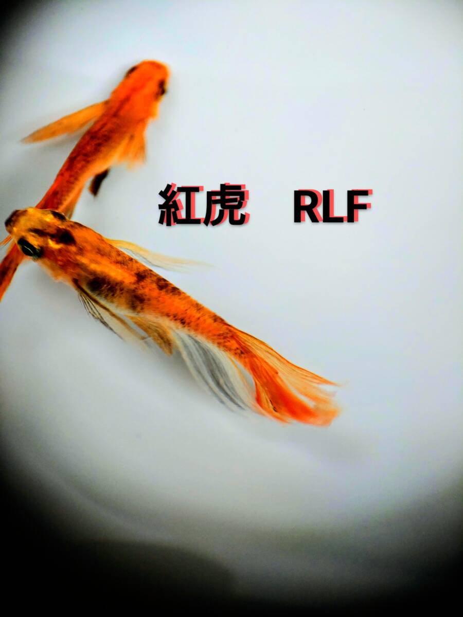 Yahoo!オークション - 紅虎 RLF 15個＋α 赤虎 斑 赤トラ ロングフィン...