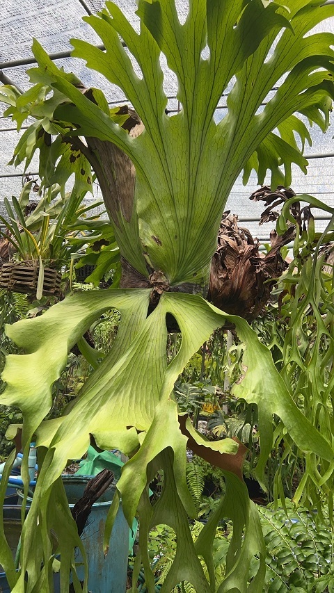 Yahoo!オークション - P-901 Platycerium holttumii(プラティケリウ...