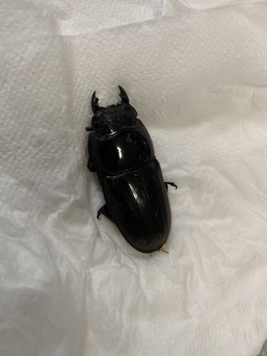 Yahoo!オークション - ダイオウヒラタ WF3 ♀×2(45.3mm ♀45.4mm) [東...