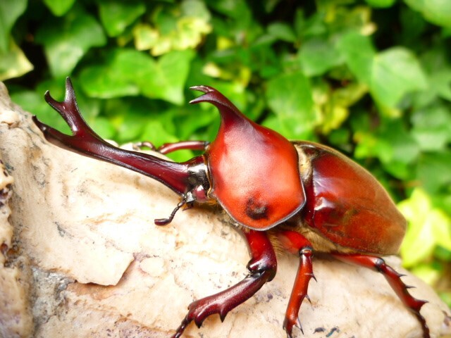 レッドアイカブトレッドボディ RR Q H 3令幼虫♂4 ♀5 ラスト(国産)｜売買されたオークション情報、yahooの商品情報をアーカイブ公開 - オークファン（aucfan.com）