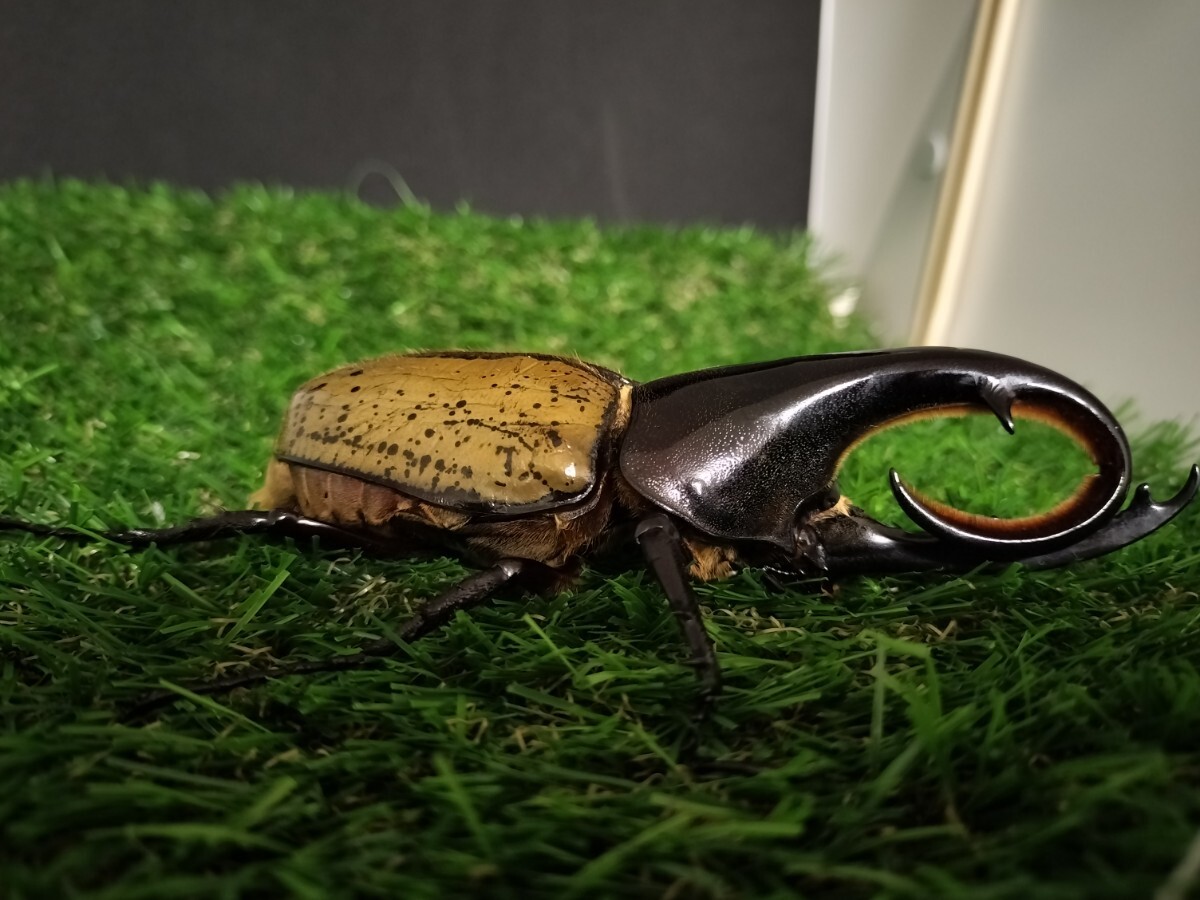 Yahoo!オークション - 【OAKS】DHヘラクレス【1ペア】 ヘラクレスオオ...