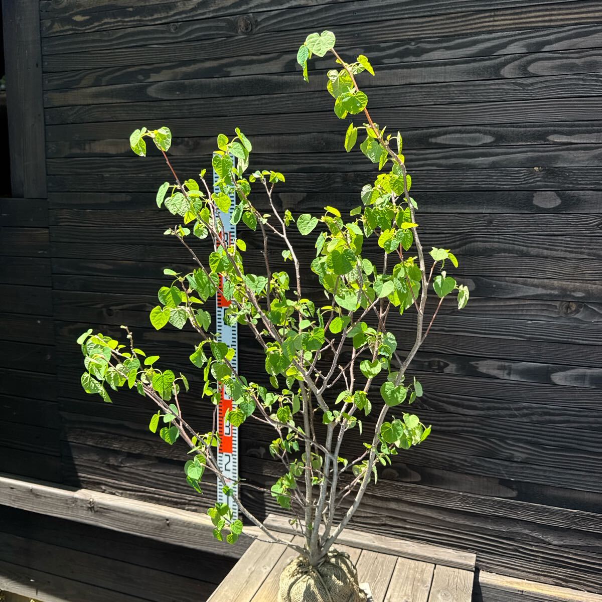 Yahoo!オークション - マルバノキ【現品発送】管理70072