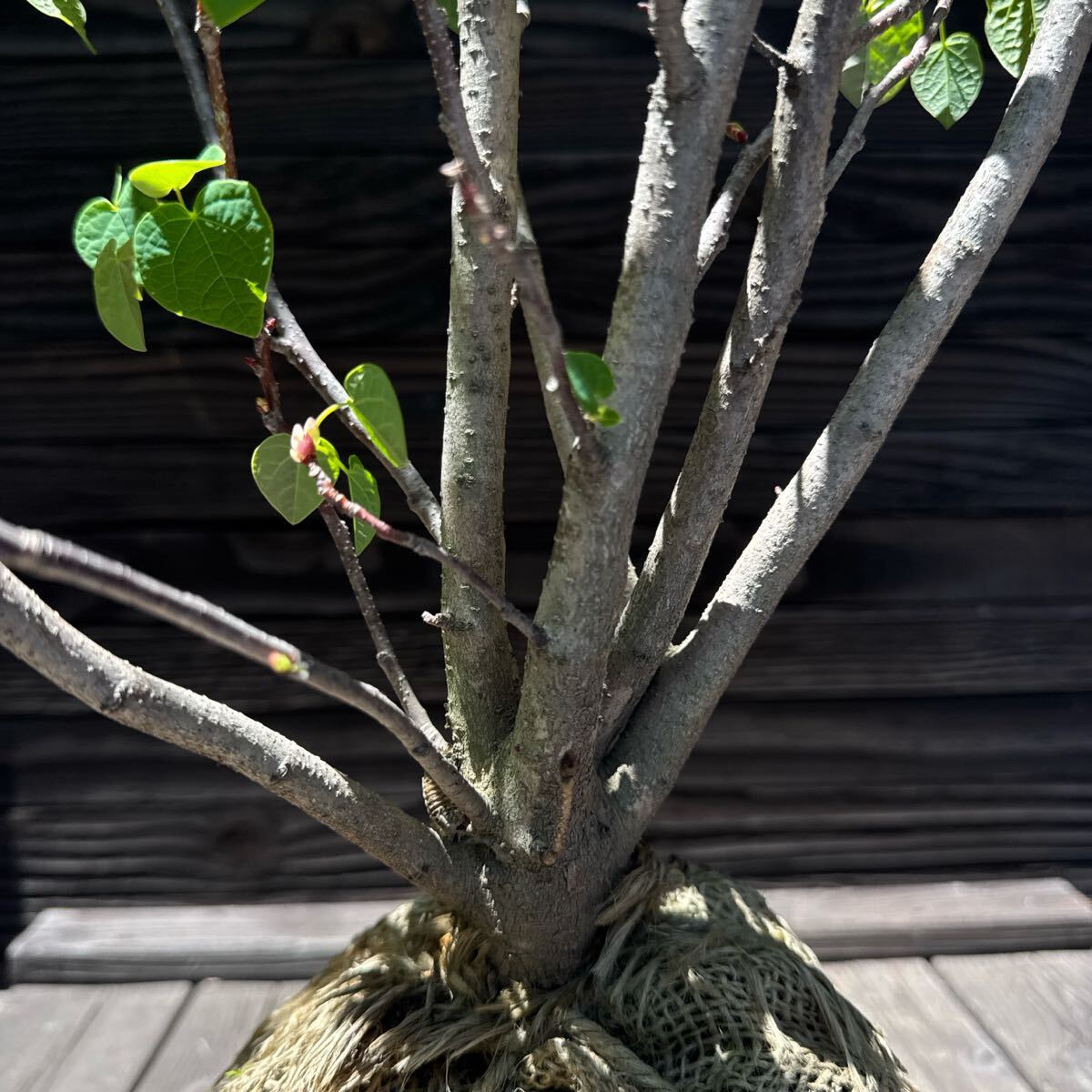 Yahoo!オークション - マルバノキ【現品発送】管理70072