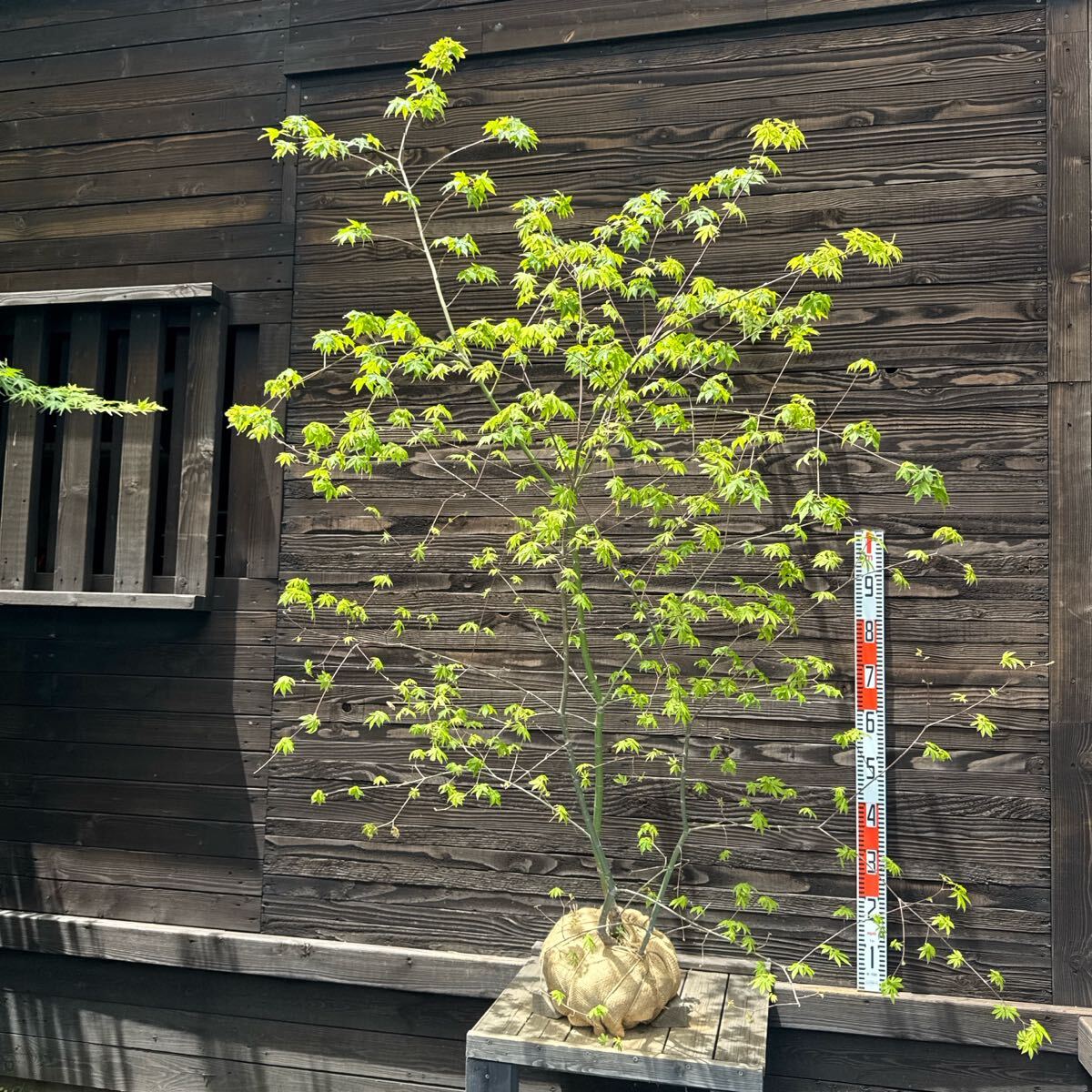 Yahoo!オークション - ヤマモミジ/山採り天然木【現品発送】管理70405