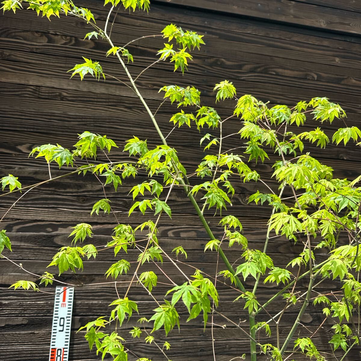 Yahoo!オークション - ヤマモミジ/山採り天然木【現品発送】管理70405