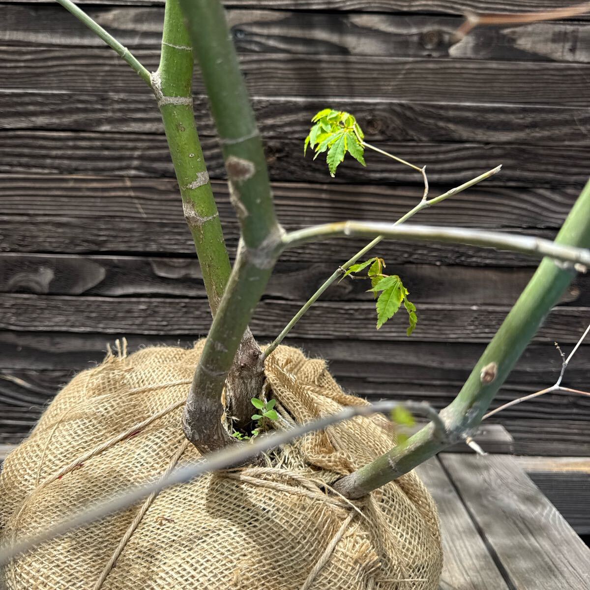 Yahoo!オークション - ヤマモミジ/山採り天然木【現品発送】管理70405