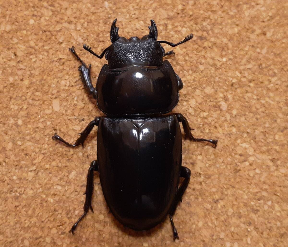 Yahoo!オークション - ウンナンヒラタ 1ペア ＃497