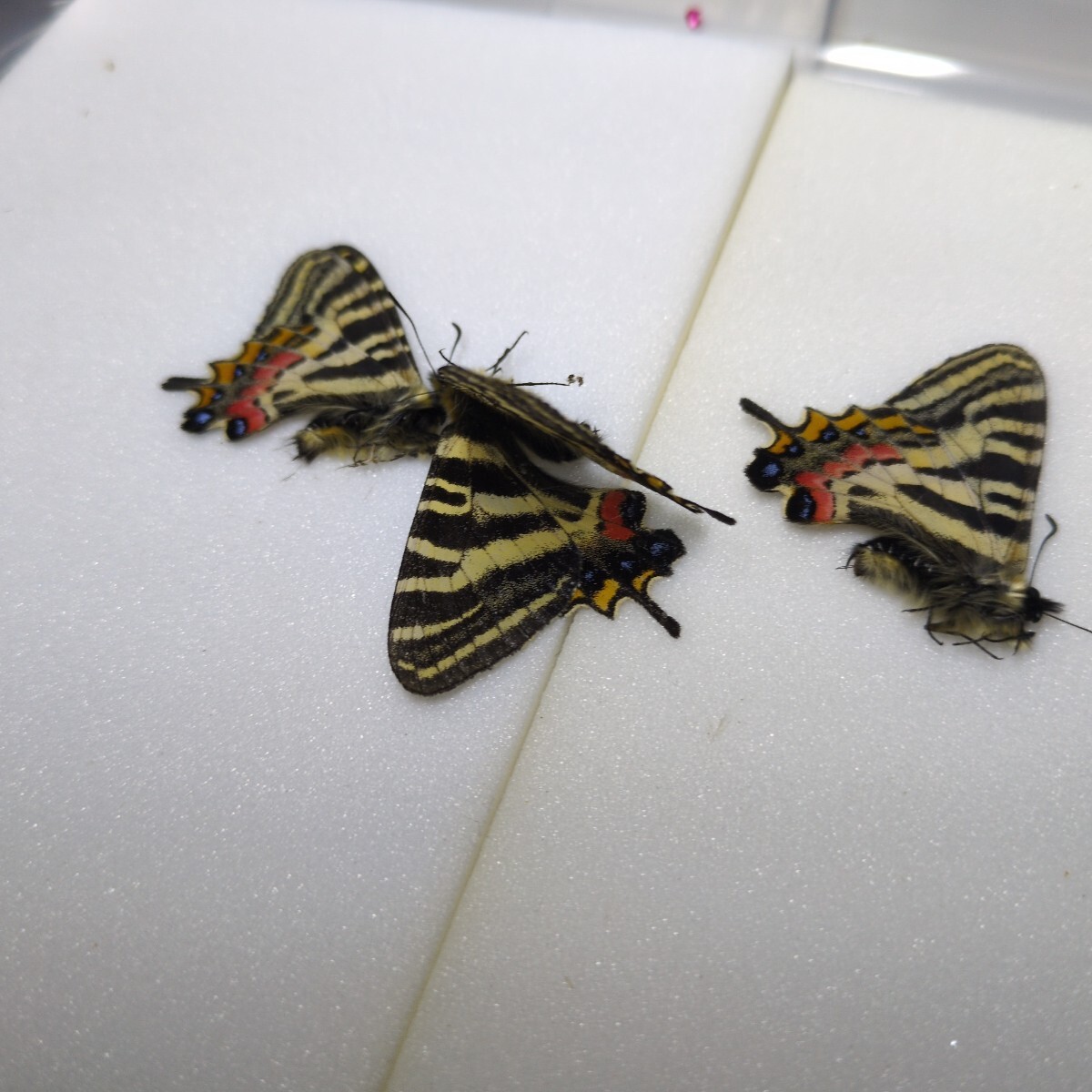 国産蝶標本 ギフチョウ 山形県最上郡戸沢村神田南又沢林道 ♂3 本年度採集品(虫類)｜売買されたオークション情報、yahooの商品情報をアーカイブ公開 - オークファン（aucfan.com）