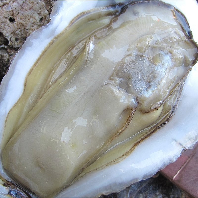 Yahoo!オークション - 5箱 生食用「岩牡蠣3L-2kg」【天然物】生きたま...