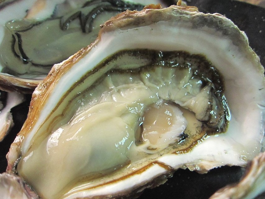 Yahoo!オークション - 生食用「特大 牡蠣3L-2kg」=トップシーズンの[身...