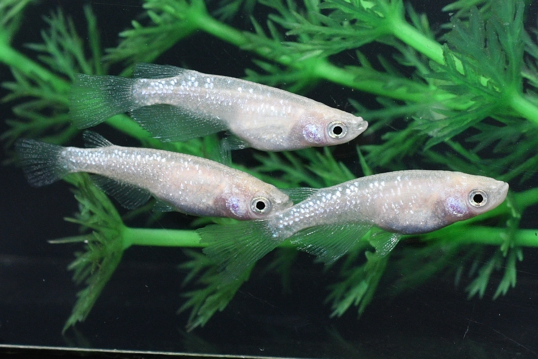 Yahoo!オークション - 【猫飯】RLFホワイトダイヤメダカ・6匹 タ20 野...