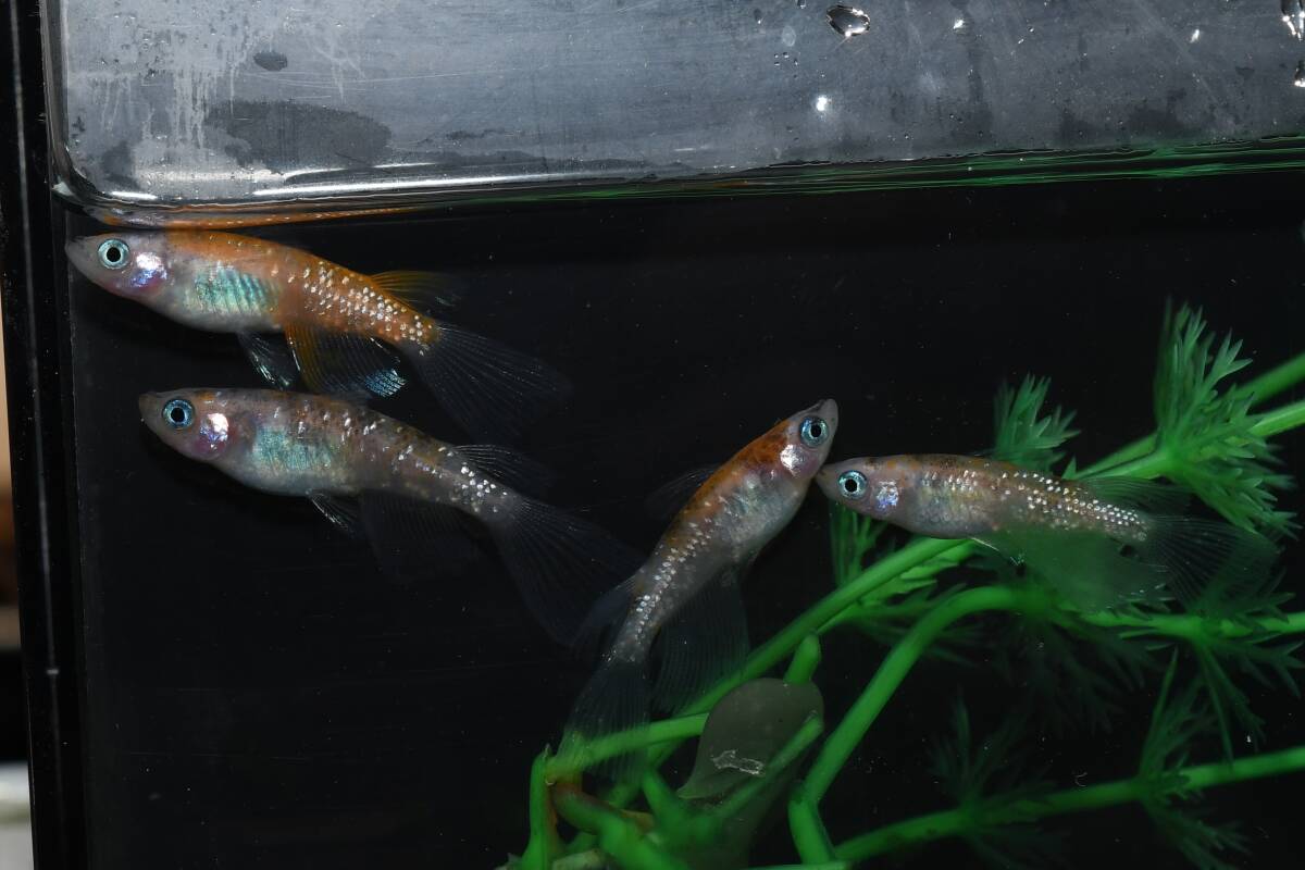 Yahoo!オークション - 【猫飯】RLF三色ラメメダカ・3ペア F1 野外無加...