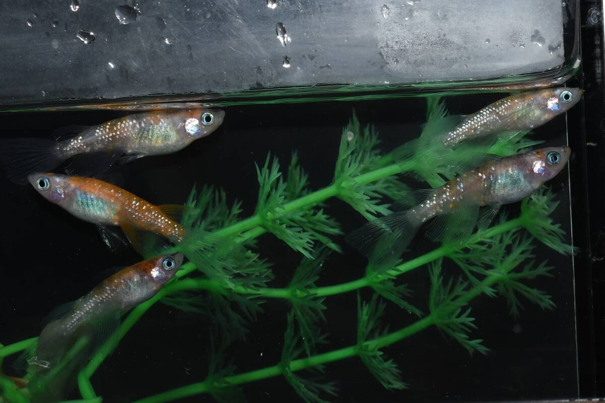 Yahoo!オークション - 【猫飯】RLF三色ラメメダカ・3ペア F1 野外無加...