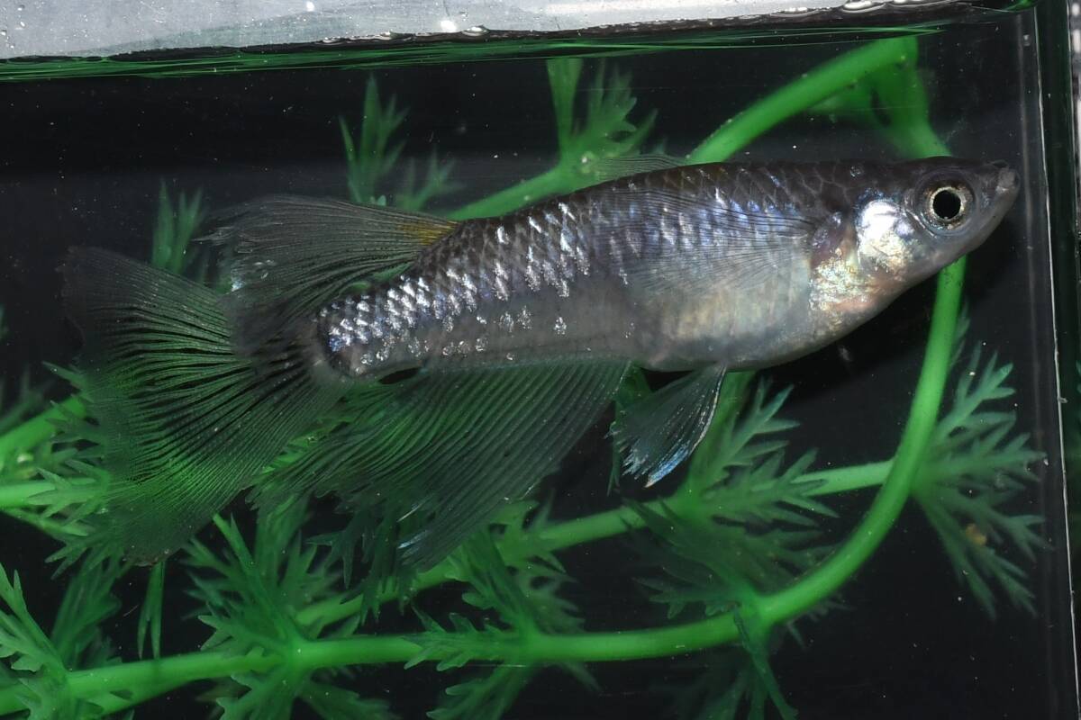 Yahoo!オークション - 【猫飯】RLFディープブルーメダカ・2ペア D1 現...