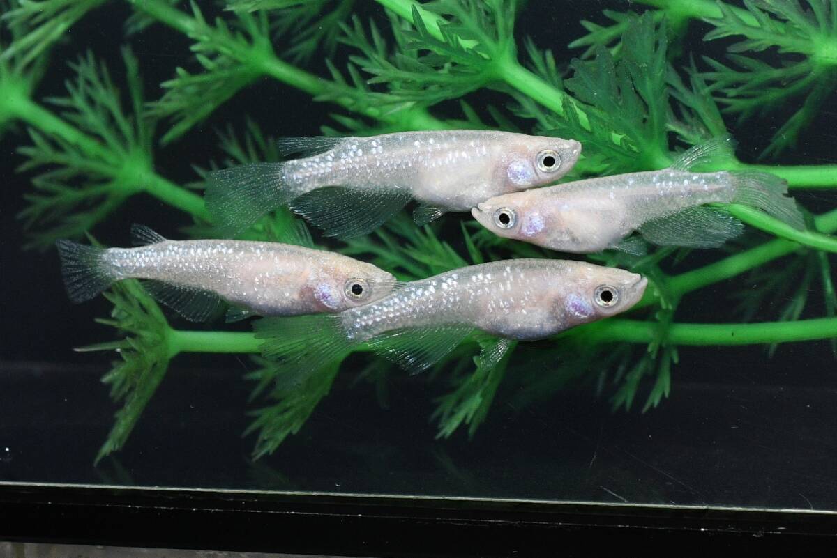 Yahoo!オークション - 【猫飯】RLFホワイトダイヤメダカ・6匹 タ20 野...