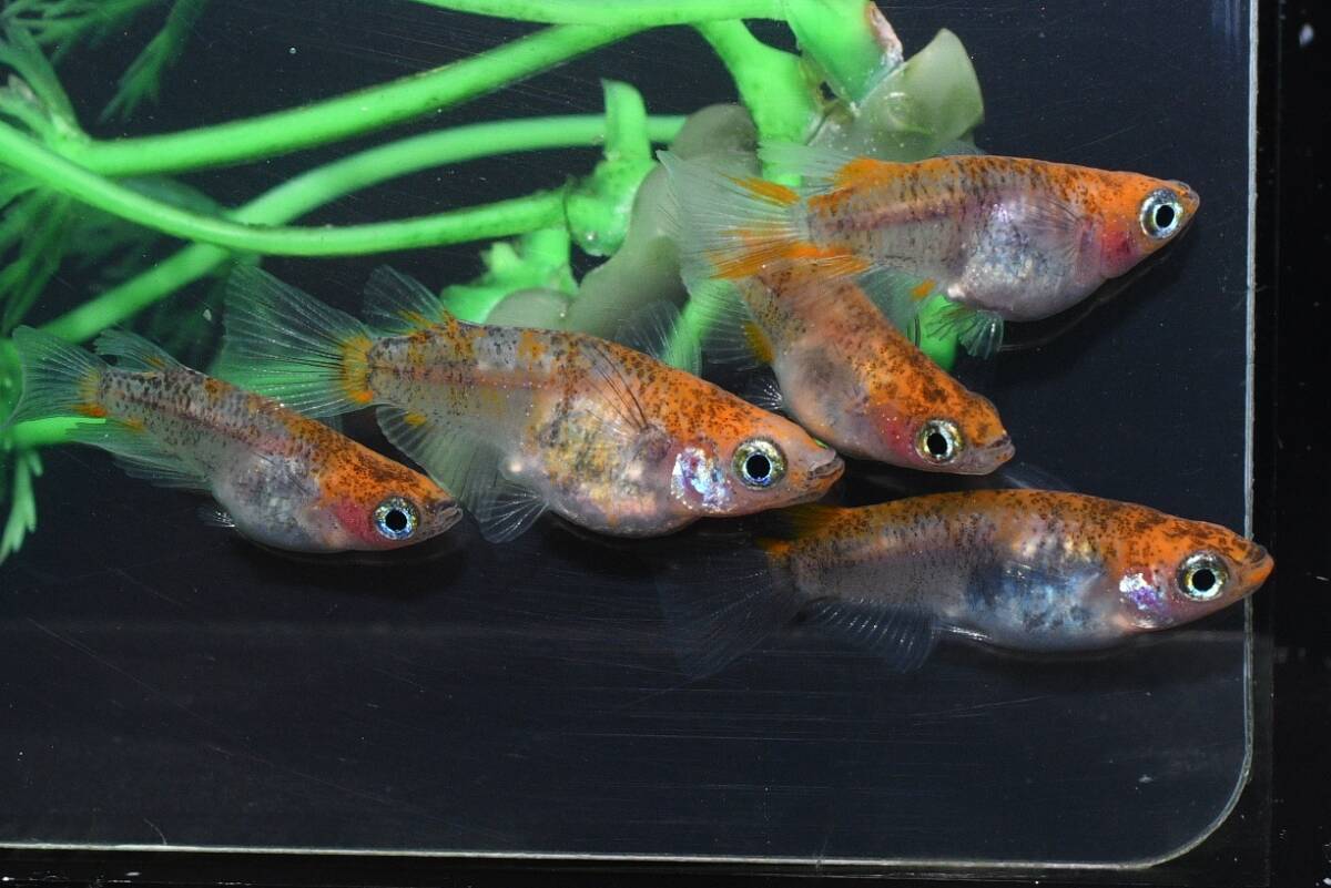 猫飯 墨黒朱赤三色錦透明鱗半ダルマメダカ 3ペア R24 野外無加温 めだか 現物(めだか)｜売買されたオークション情報、yahooの商品情報をアーカイブ公開 - オークファン（aucfan.com）