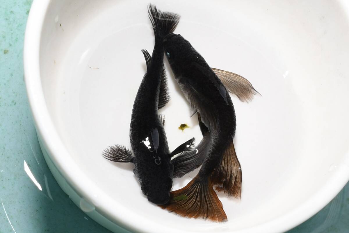 Yahoo!オークション - 【猫飯】RLFカイジアースアイ雄1匹+谷國オロチ...