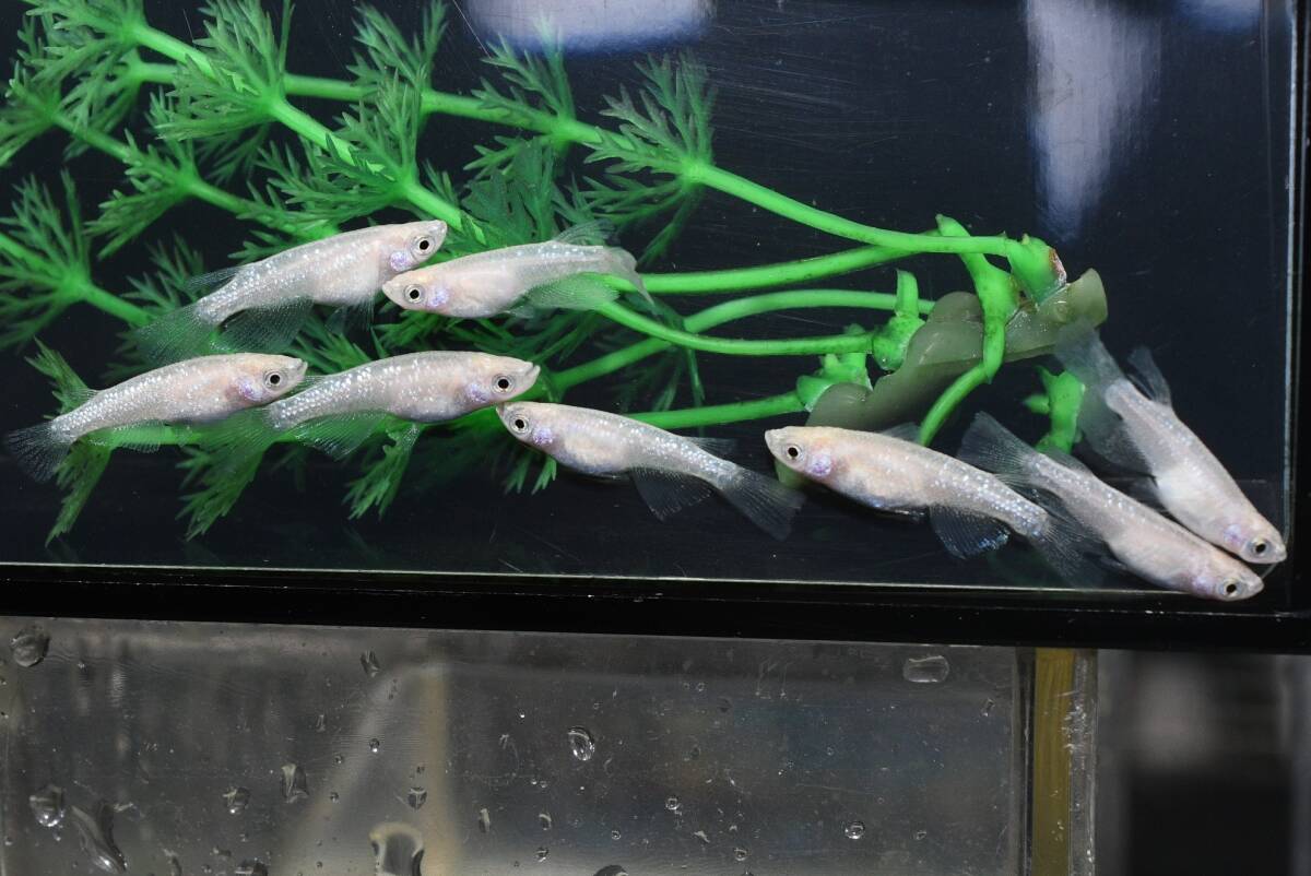 Yahoo!オークション - 【猫飯】RLFホワイトダイヤメダカ・6匹 タ20 野...