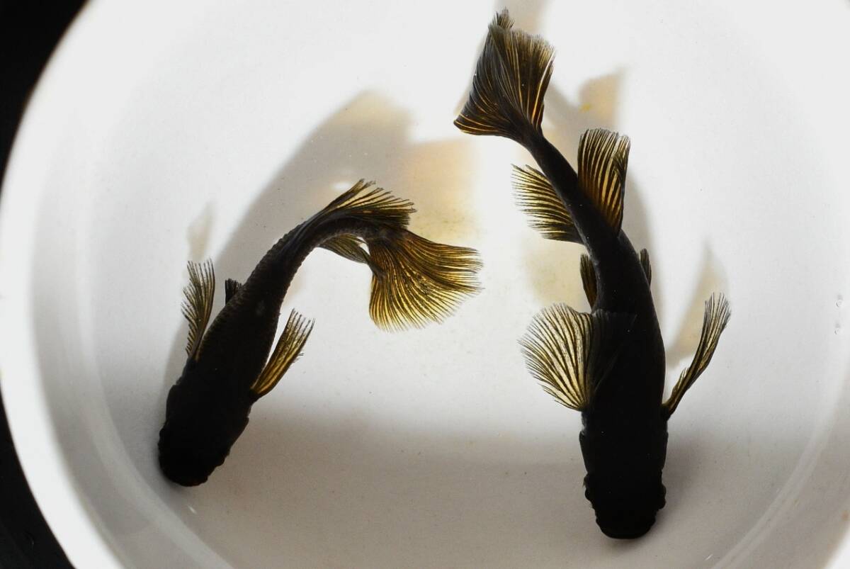 Yahoo!オークション - 【猫飯】デカヒレRLFブラック黄金メダカ・1ペア...