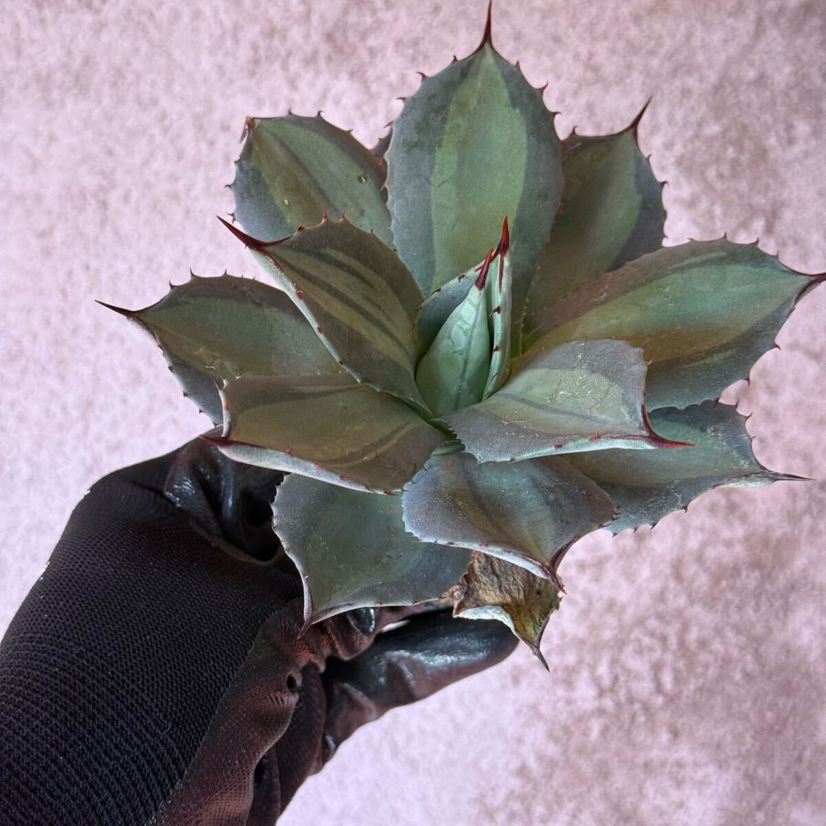 Yahoo!オークション - 2 Agave parryi huachucensis アガベ パリー ホ...