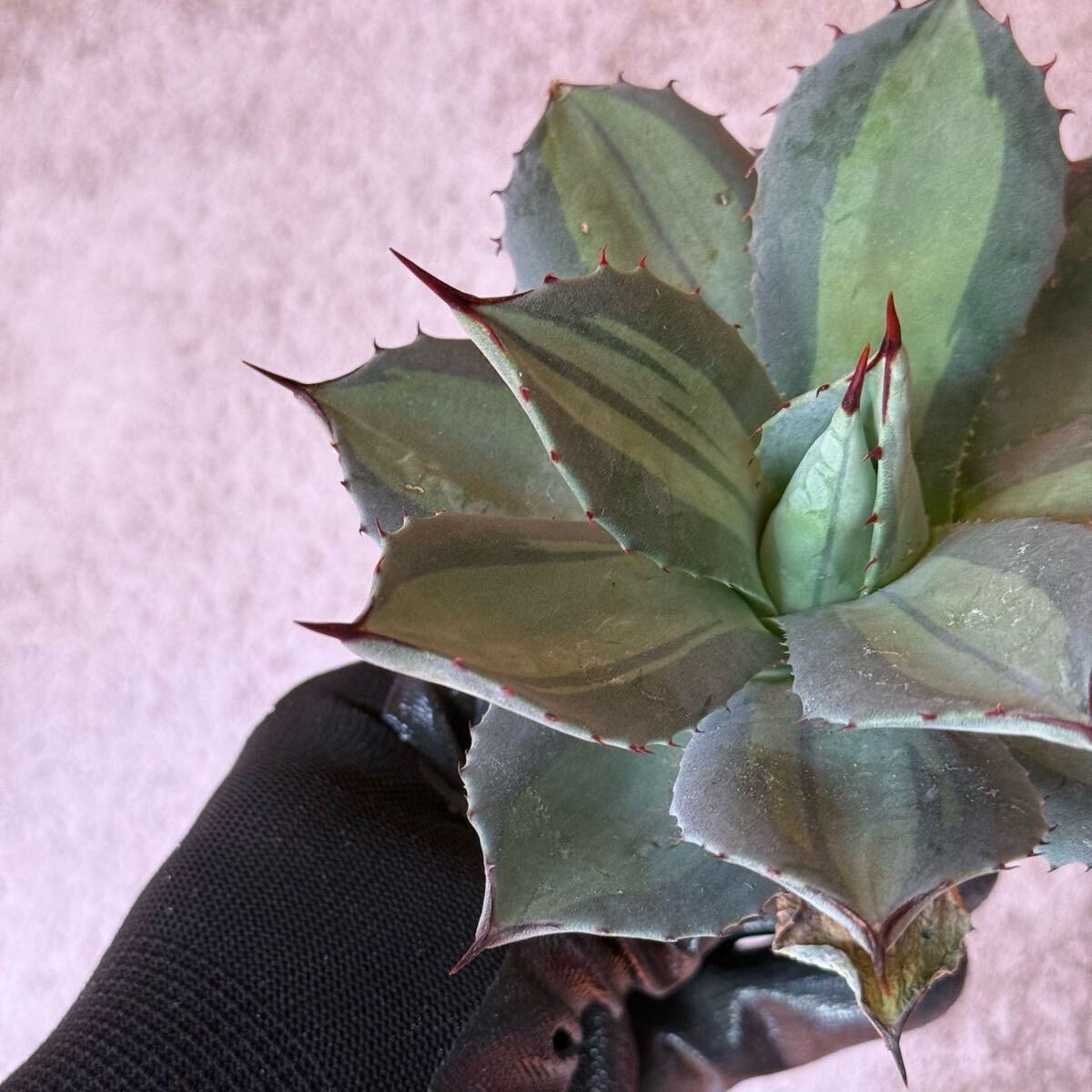 Yahoo!オークション - 2 Agave parryi huachucensis アガベ パリー ホ...