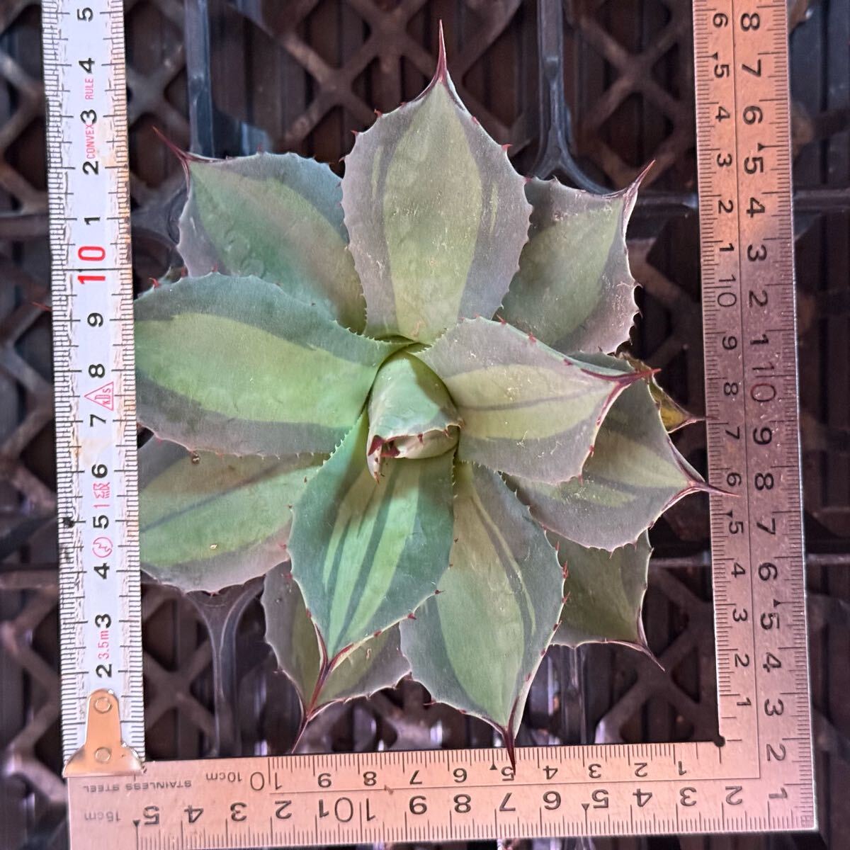 Yahoo!オークション - 2 Agave parryi huachucensis アガベ パリー ホ...