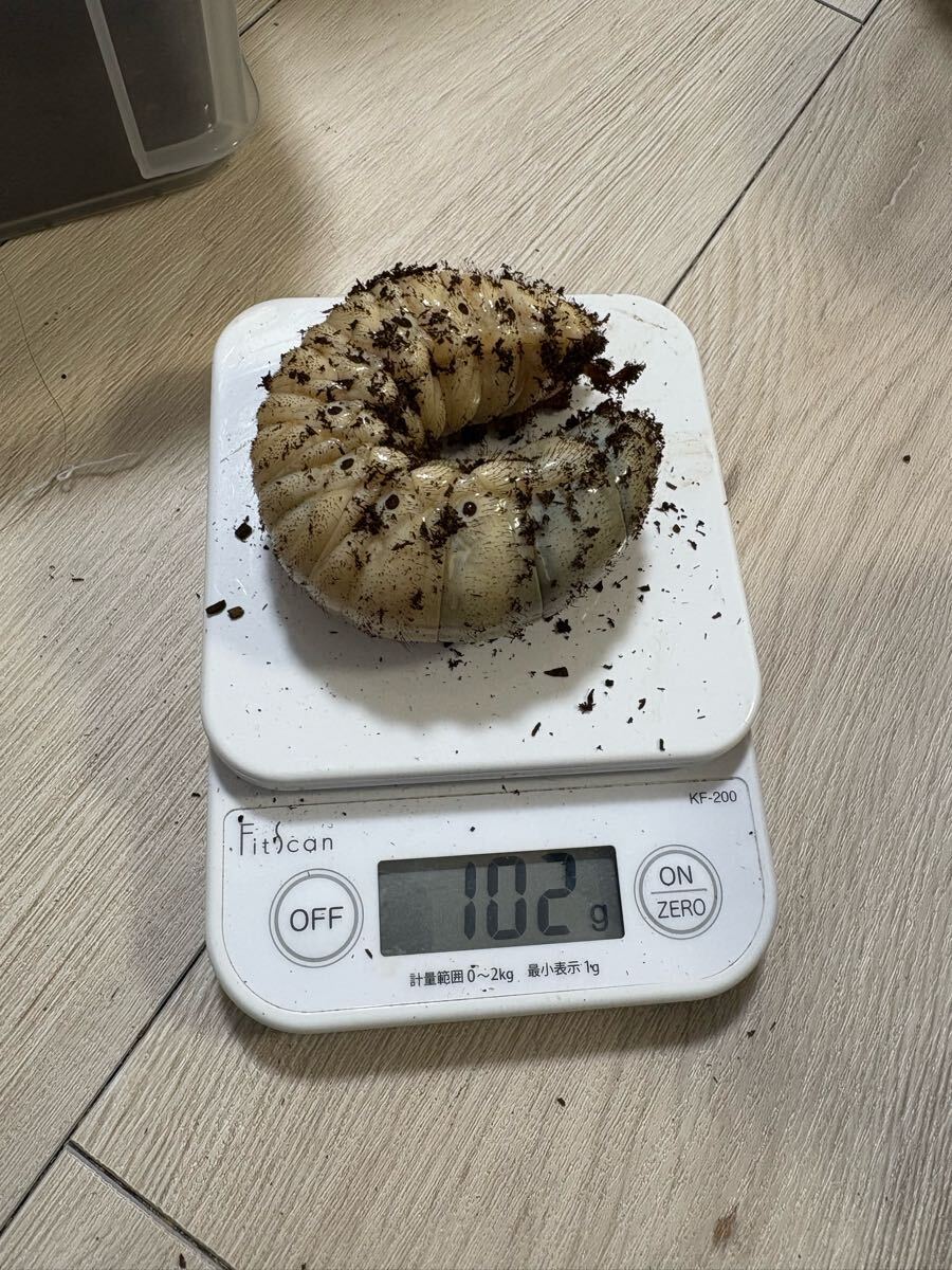 Yahoo!オークション - ネプチューンオオカブト【WF1】♂単品幼虫