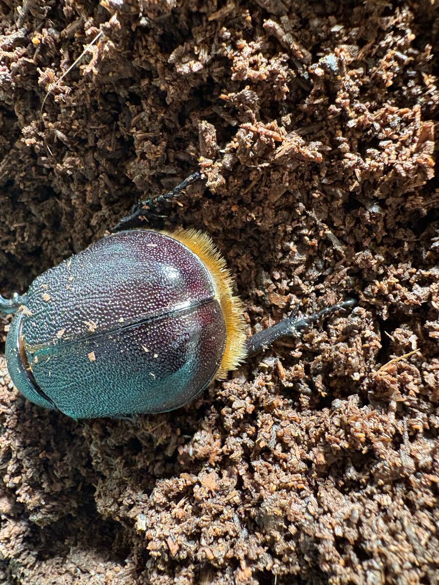 Yahoo!オークション - ネプチューンオオカブト【WF1】♂単品幼虫